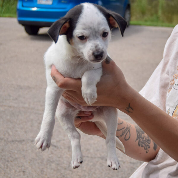 Nacho - Animal House Shelter