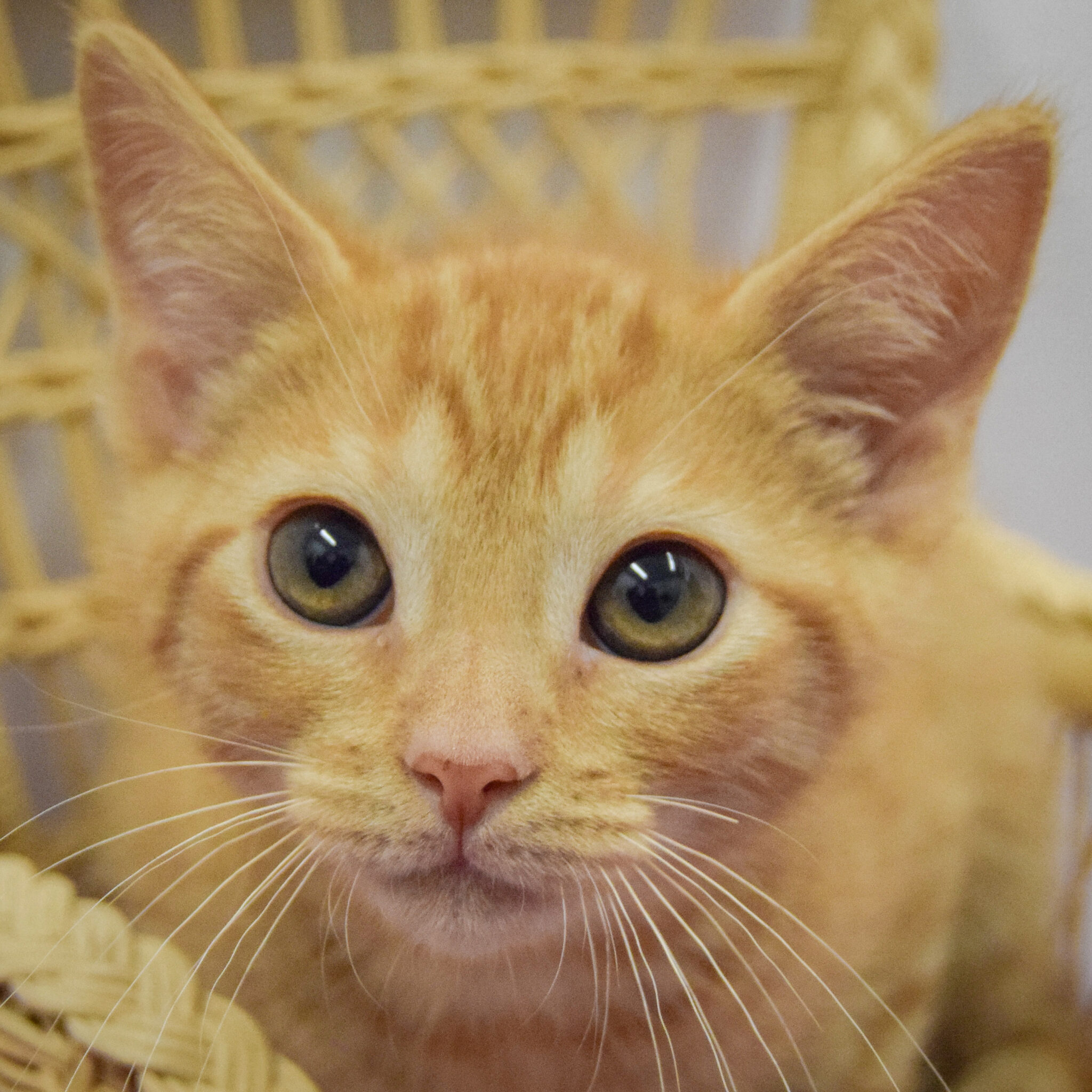 Onyx - Animal House Shelter