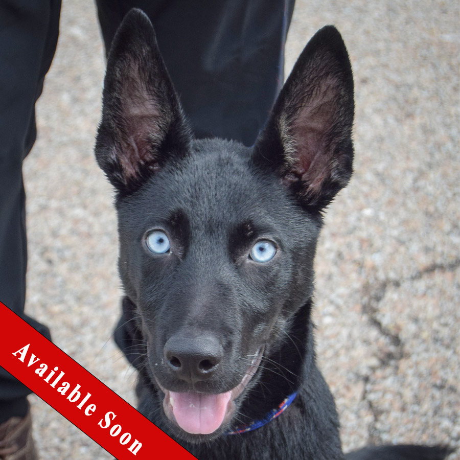 Popeye - Animal House Shelter