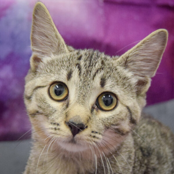 Scoots - Animal House Shelter