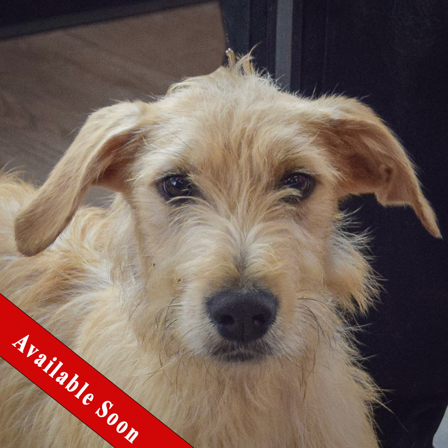 Scrabble - Animal House Shelter