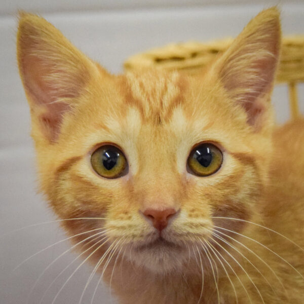 Sienna - Animal House Shelter