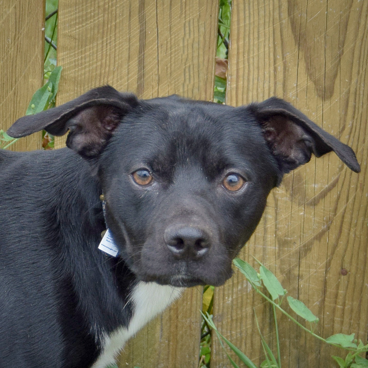 Stan - Animal House Shelter