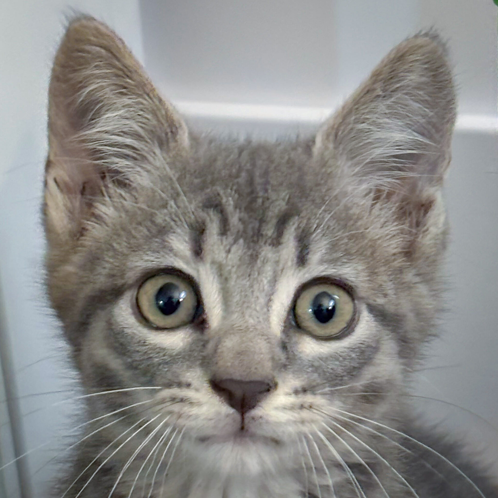 Sully - Animal House Shelter