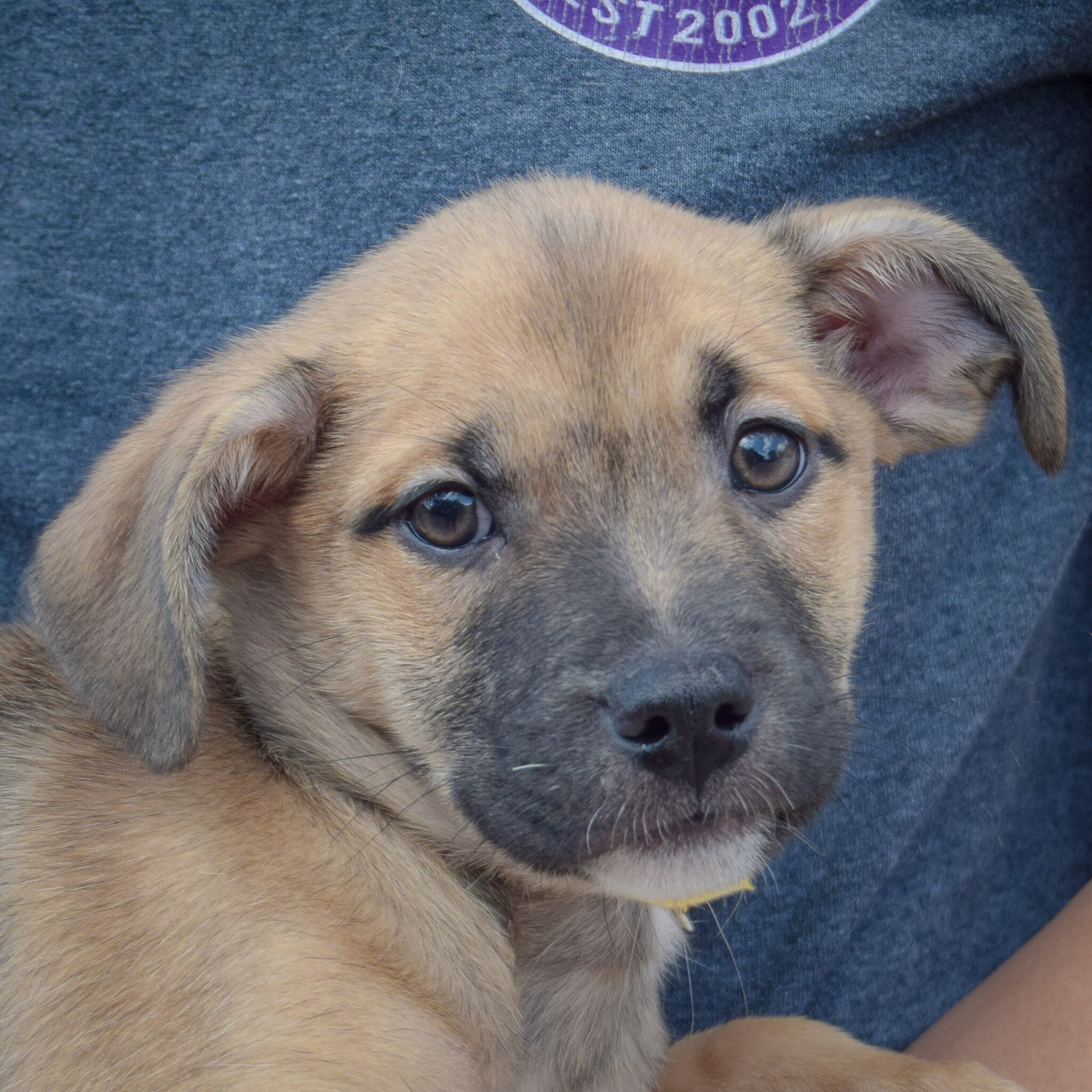 Tip - Animal House Shelter