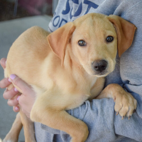 Waffle - Animal House Shelter