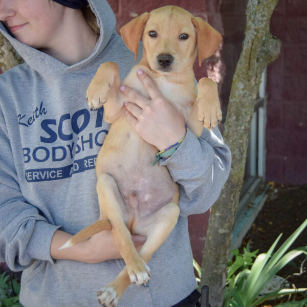 Waffle - Animal House Shelter