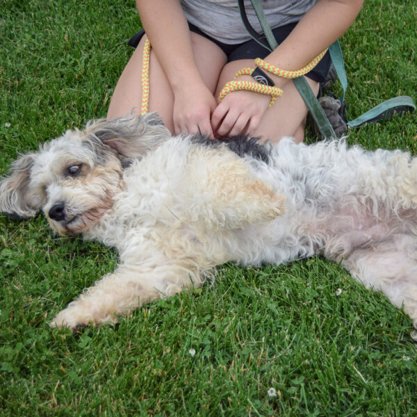 Watson - Animal House Shelter