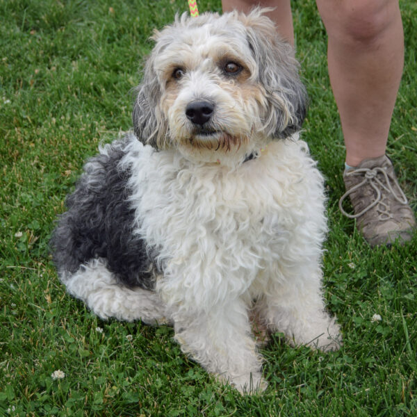 Watson - Animal House Shelter