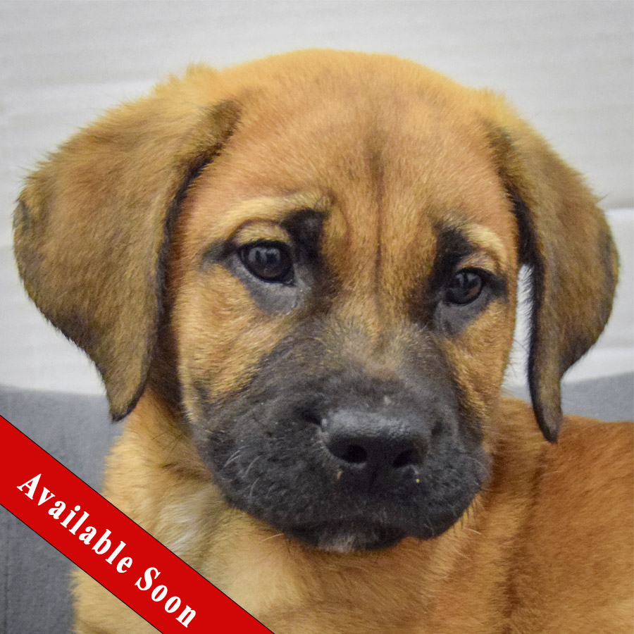 Wesley - Animal House Shelter