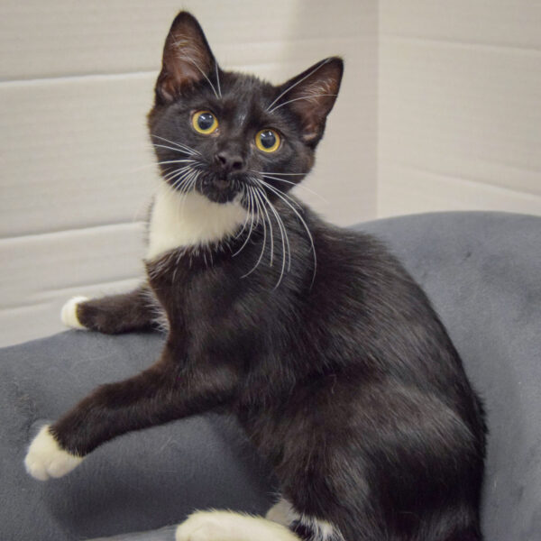Wesley - Animal House Shelter