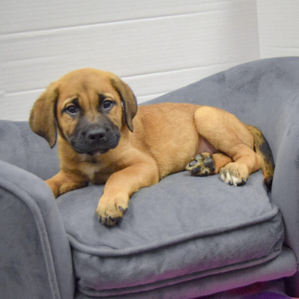 Wesley - Animal House Shelter