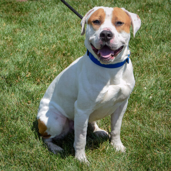 Wiley - Animal House Shelter