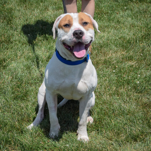 Wiley - Animal House Shelter