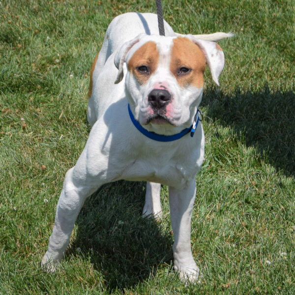 Wiley - Animal House Shelter