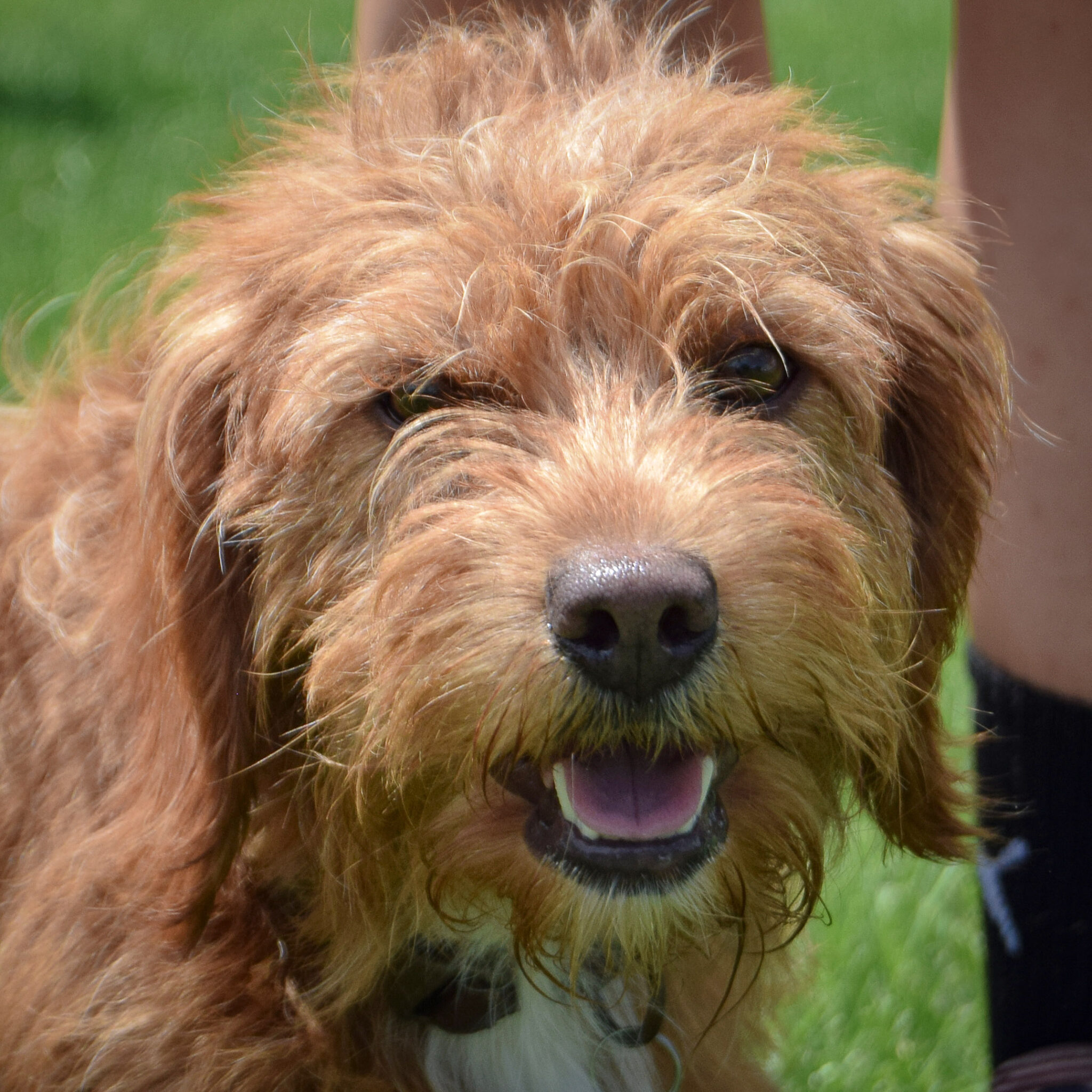 Winonna - Animal House Shelter