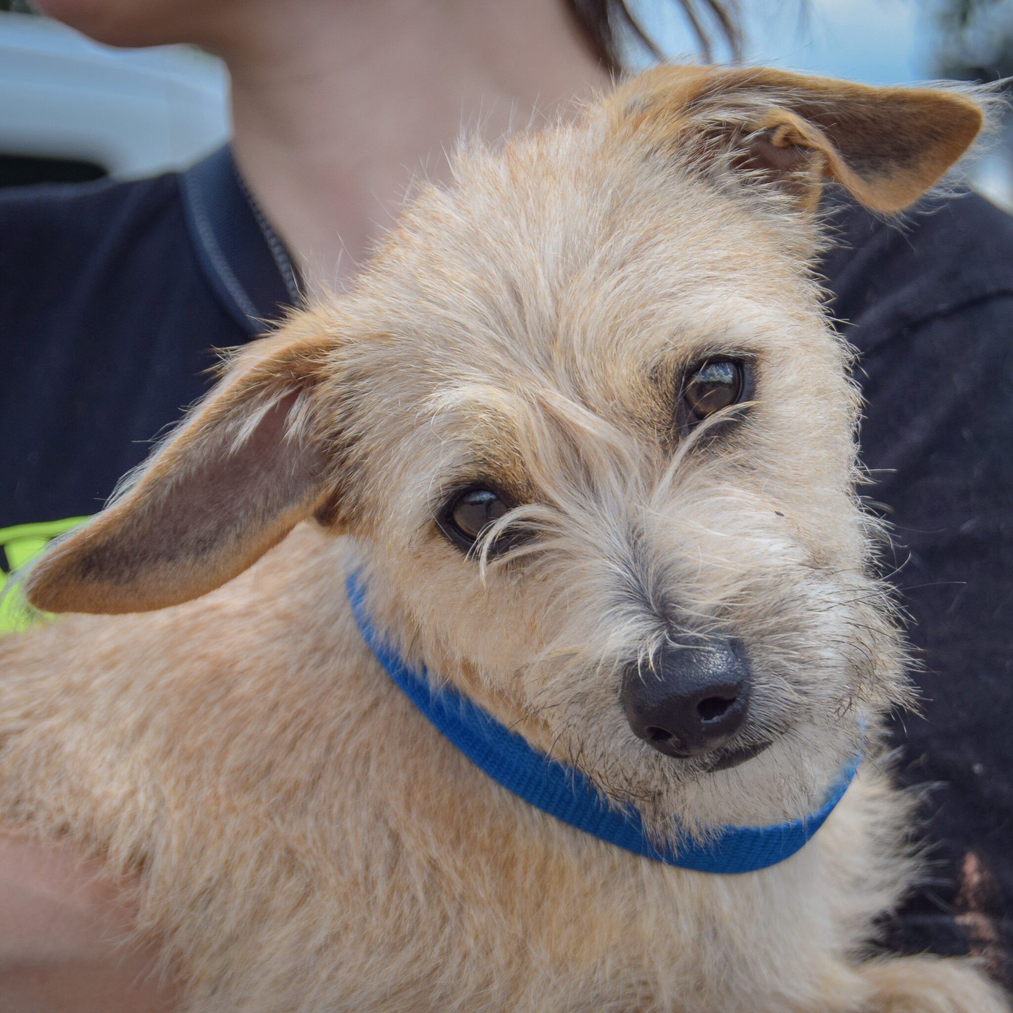 Zeus - Animal House Shelter