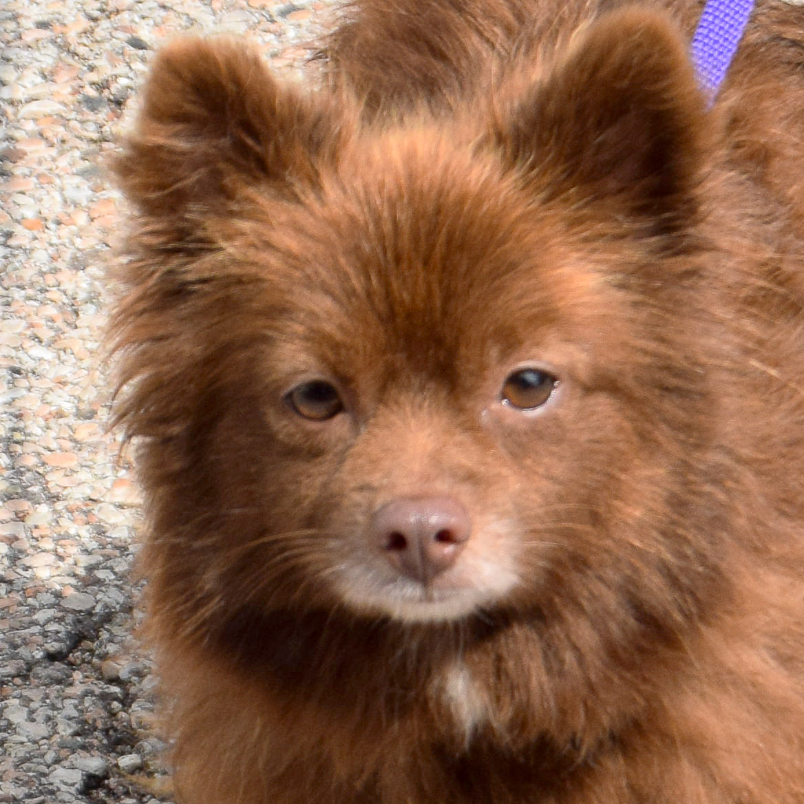 Zsa Zsa - Animal House Shelter