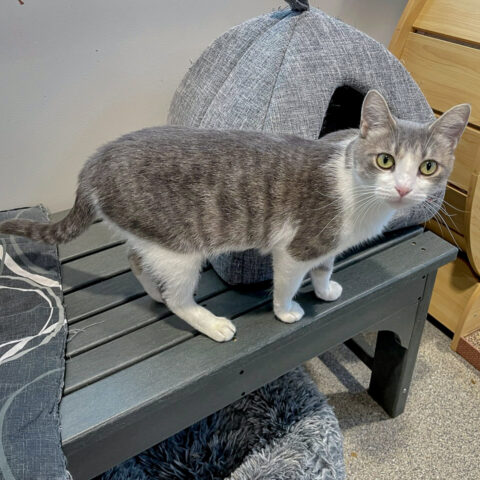 Boonie - Animal House Shelter