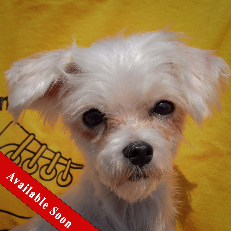 Cha Cha - Animal House Shelter