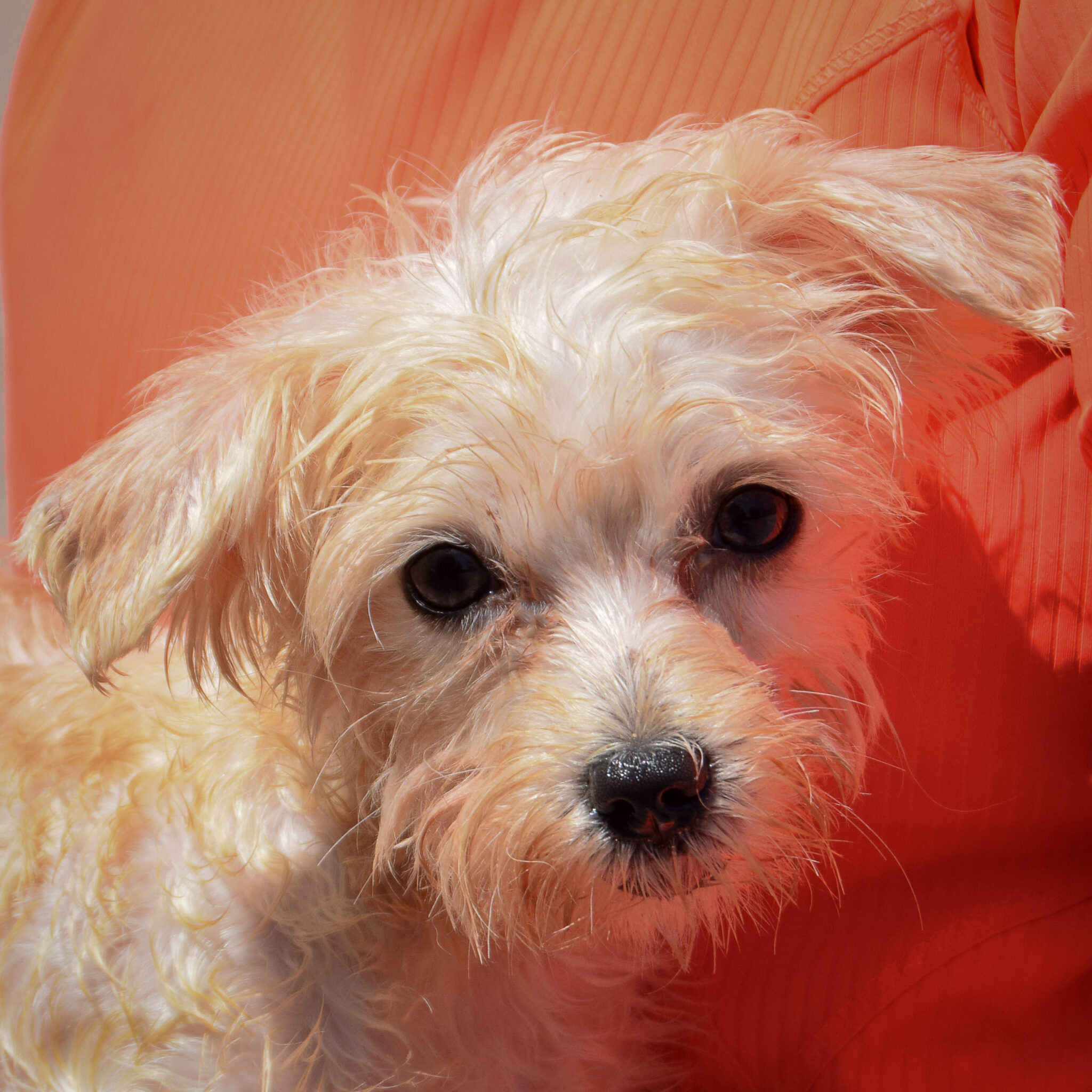 Fay - Animal House Shelter