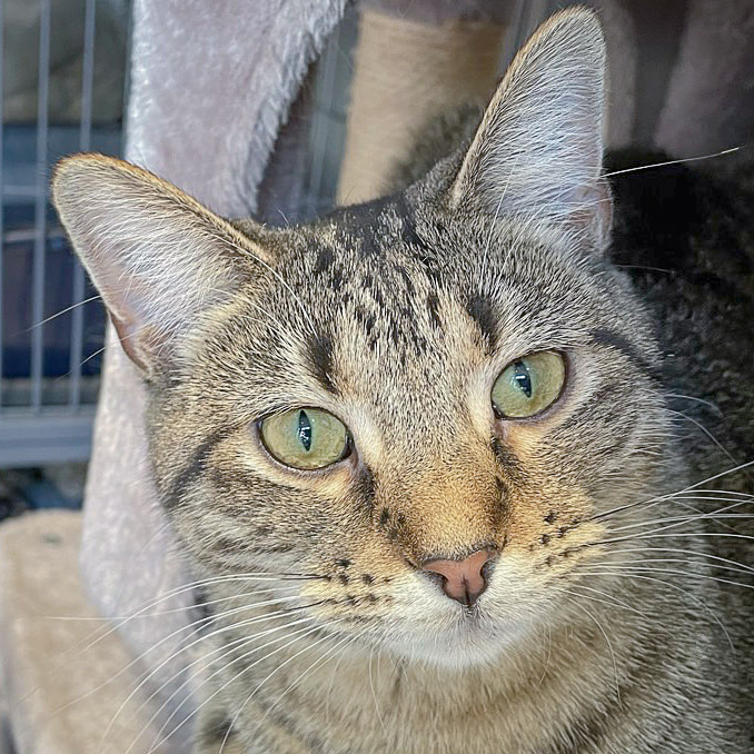 Gladys - Animal House Shelter