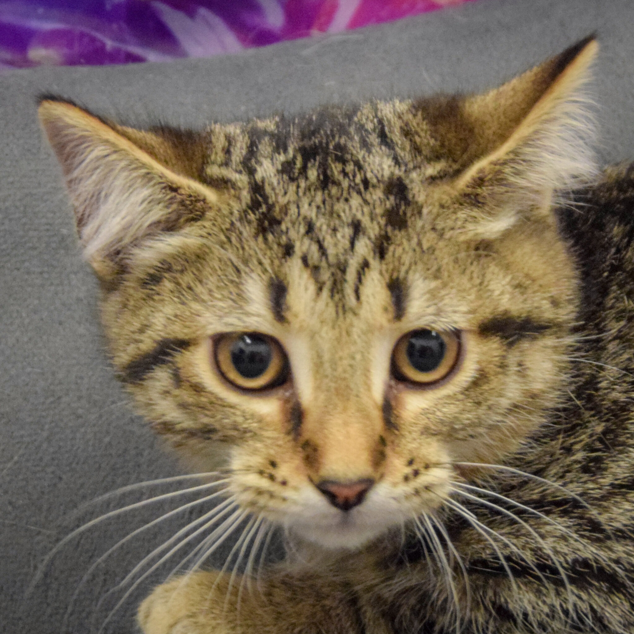 Gladys - Animal House Shelter