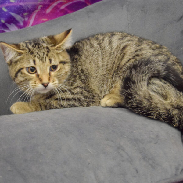 Gladys - Animal House Shelter