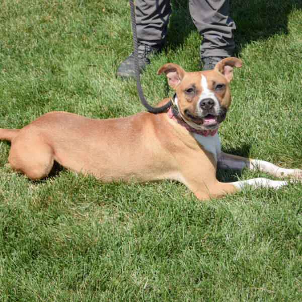 Gypsy - Animal House Shelter