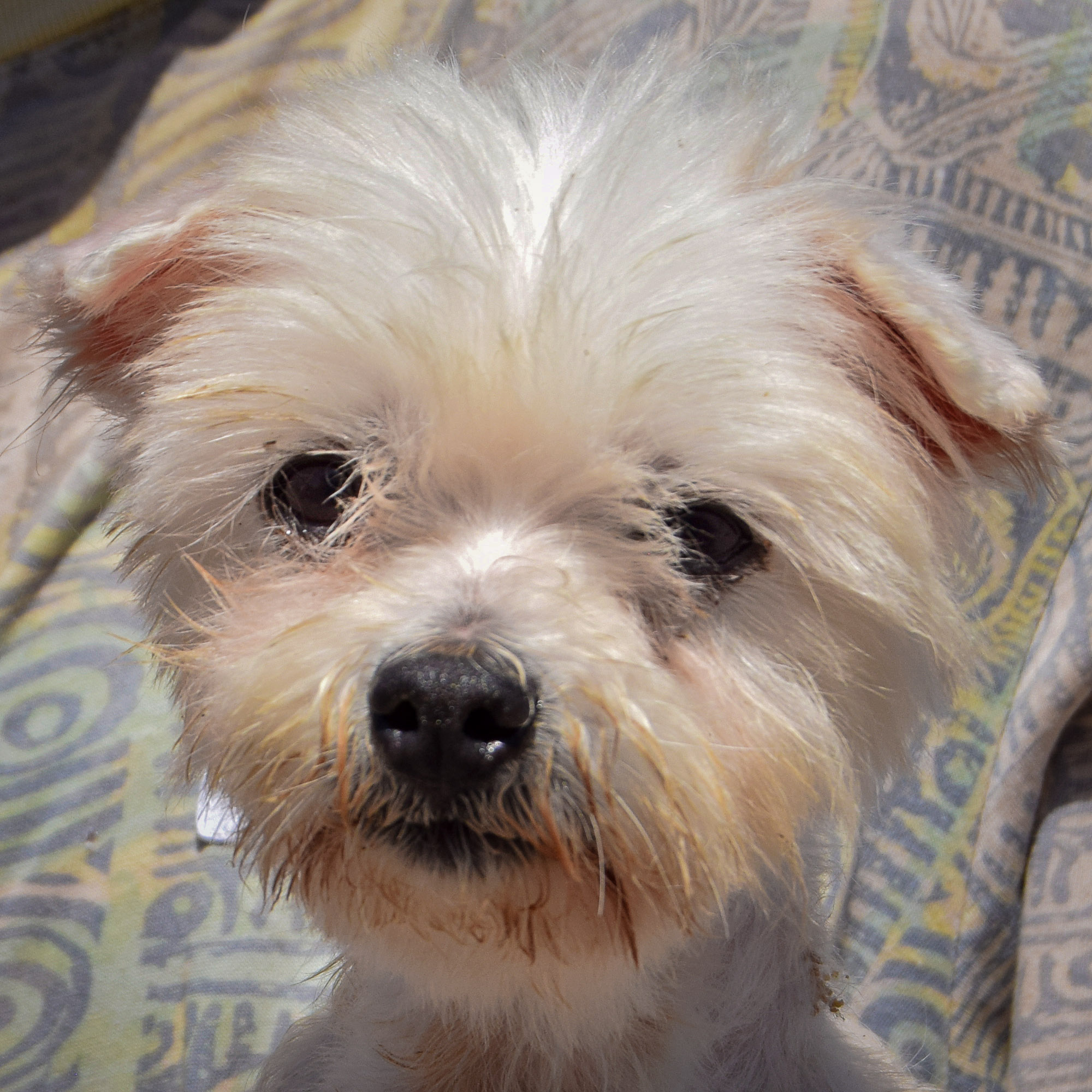 Henley - Animal House Shelter