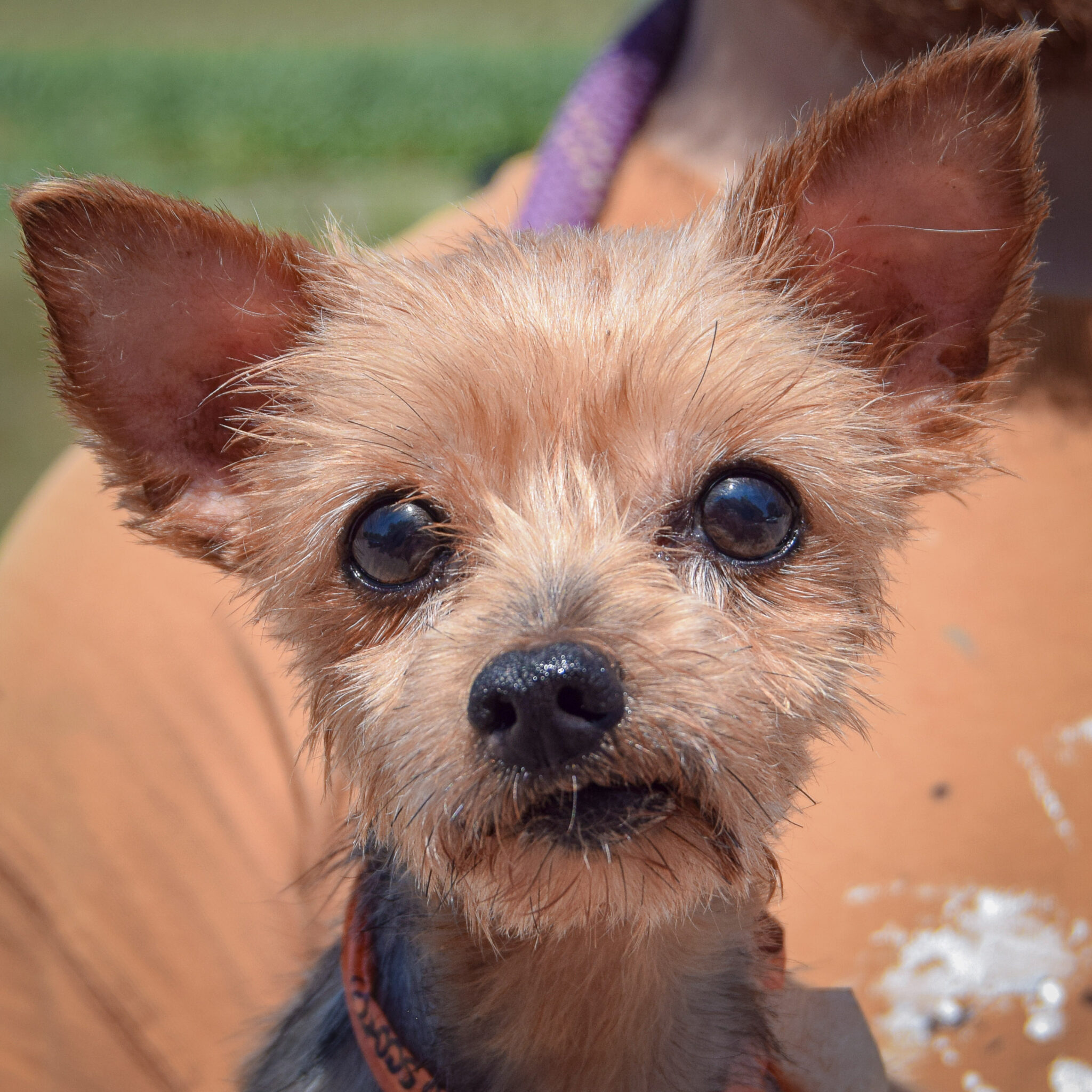 Hopscotch - Animal House Shelter