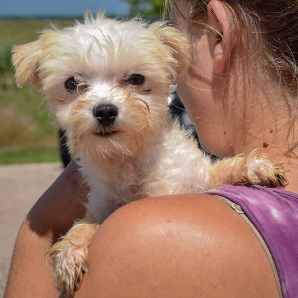 Jamison - Animal House Shelter