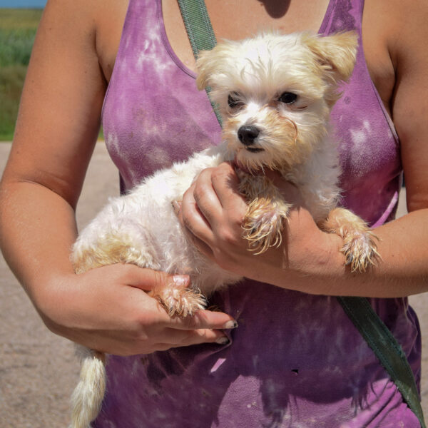 Jamison - Animal House Shelter