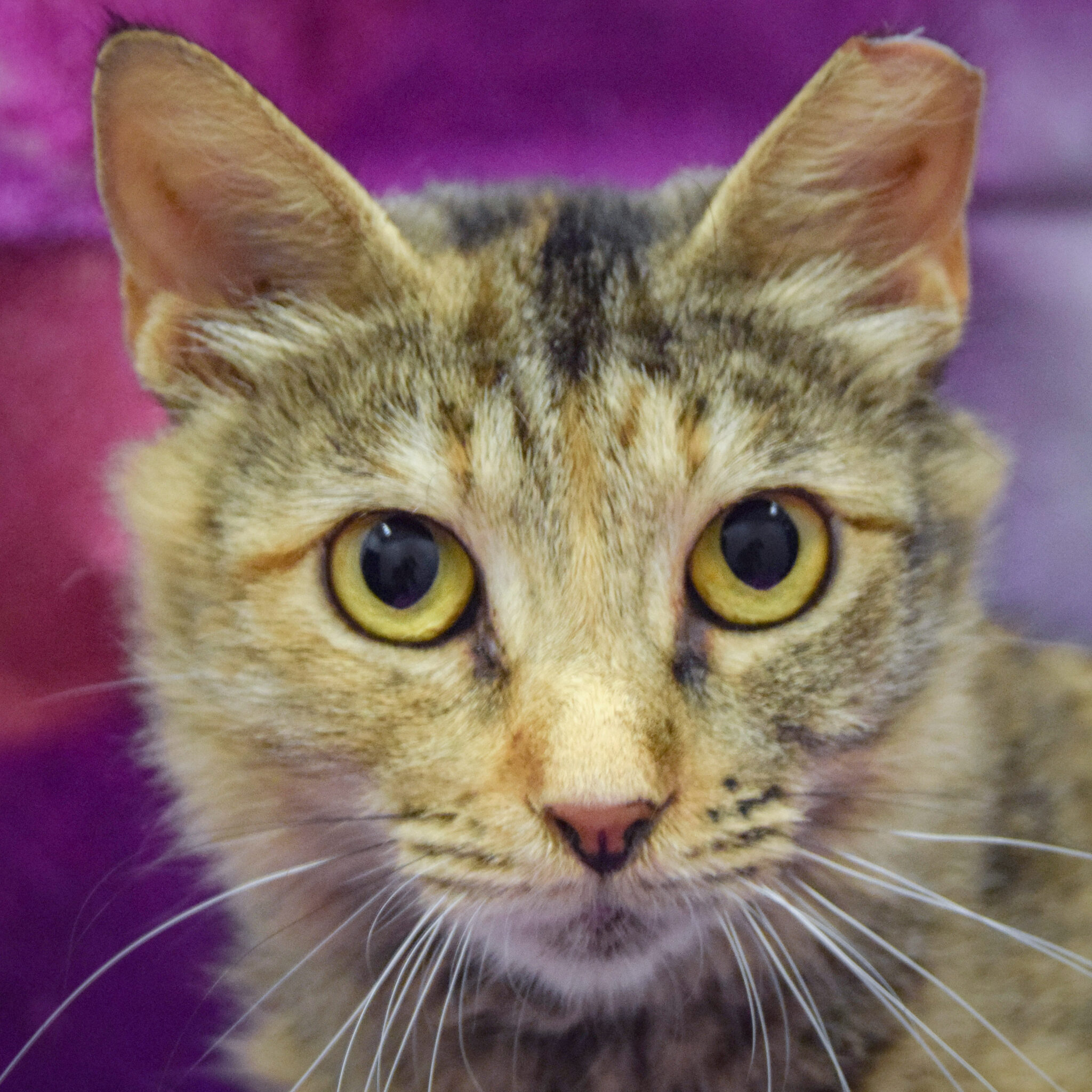 Kayla - Animal House Shelter