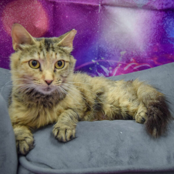 Kayla - Animal House Shelter