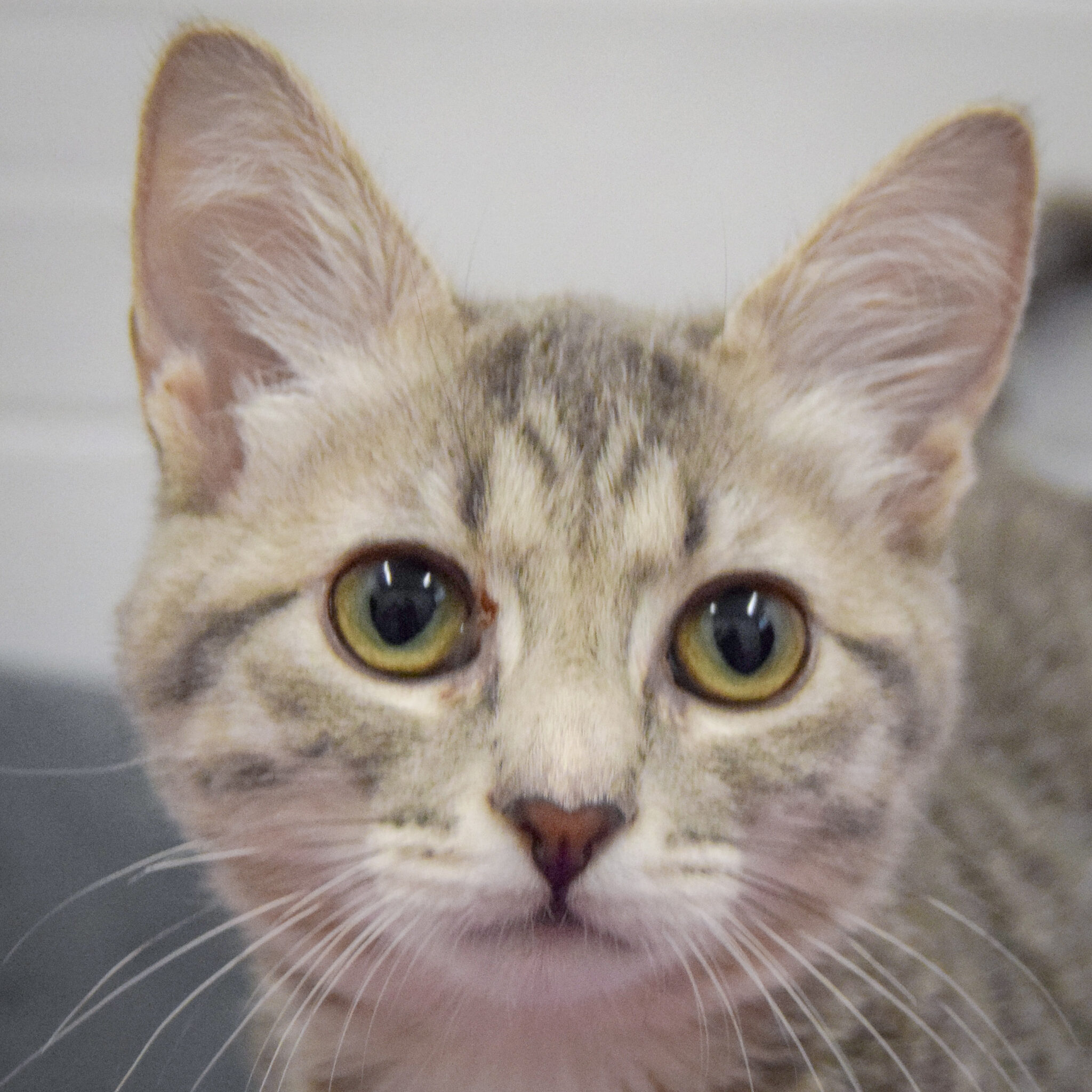 Kitty Jo - Animal House Shelter
