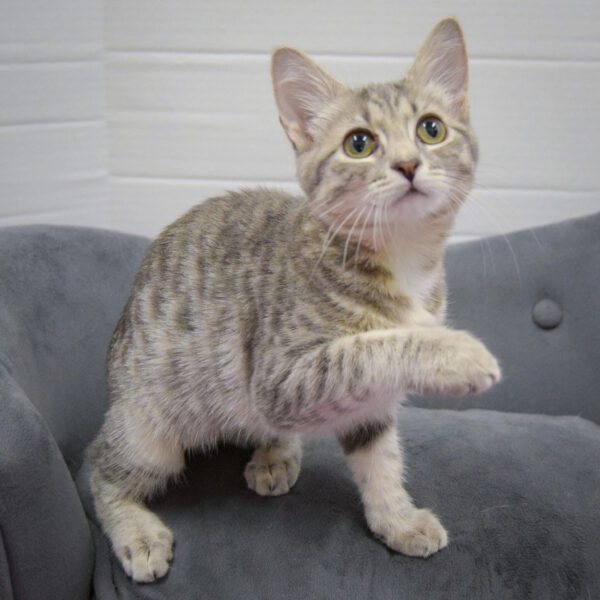 Kitty Jo - Animal House Shelter