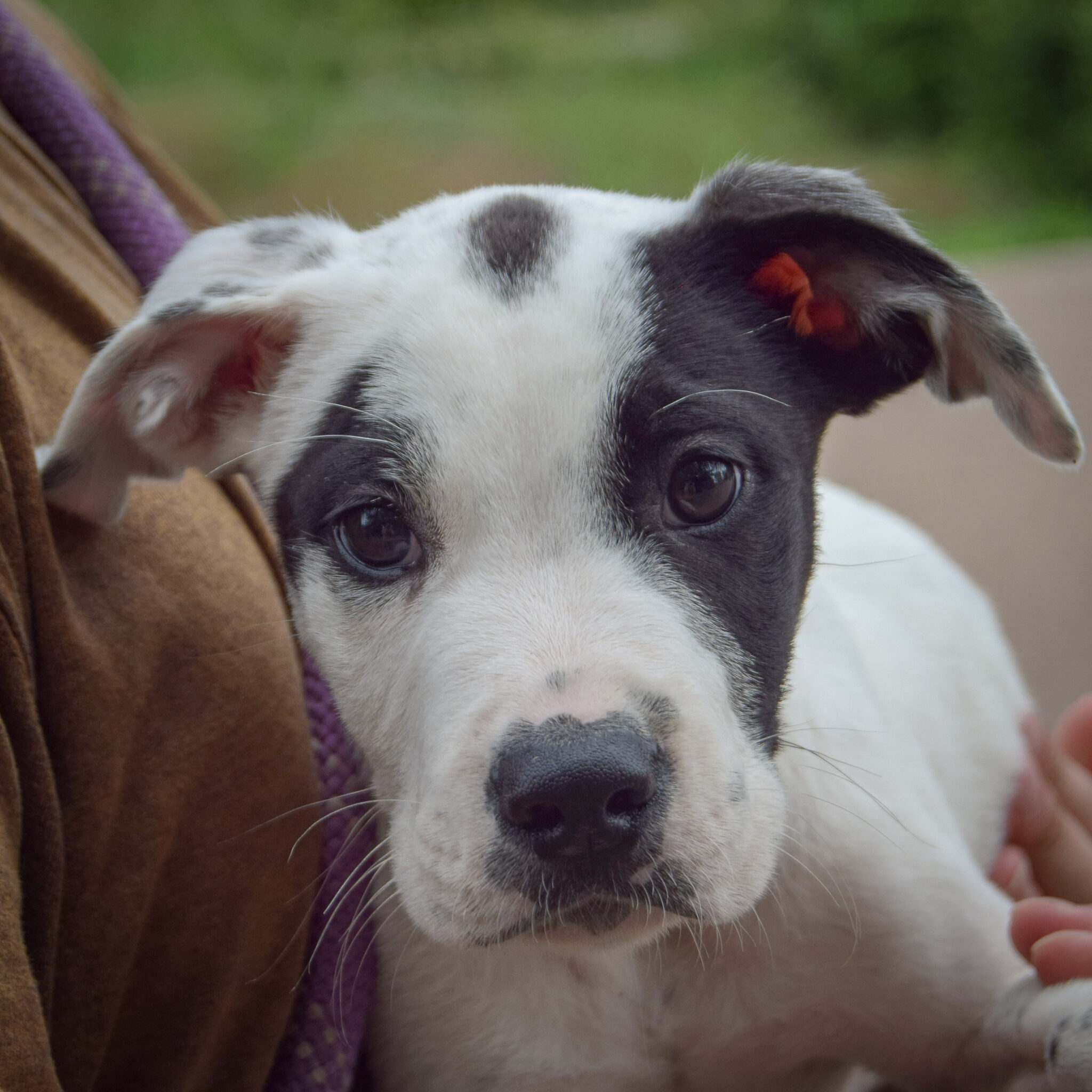 Liam - Animal House Shelter