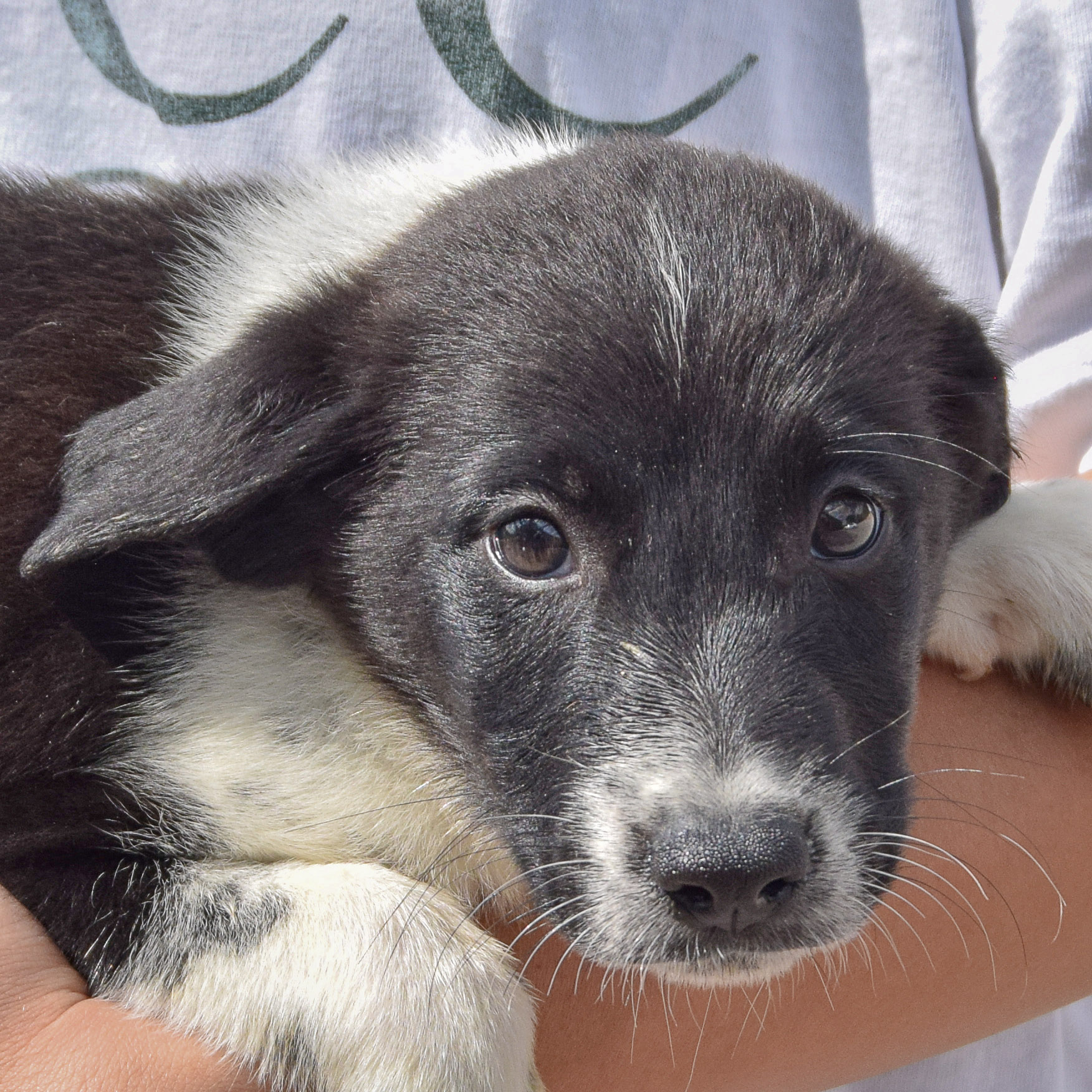 Miguel - Animal House Shelter