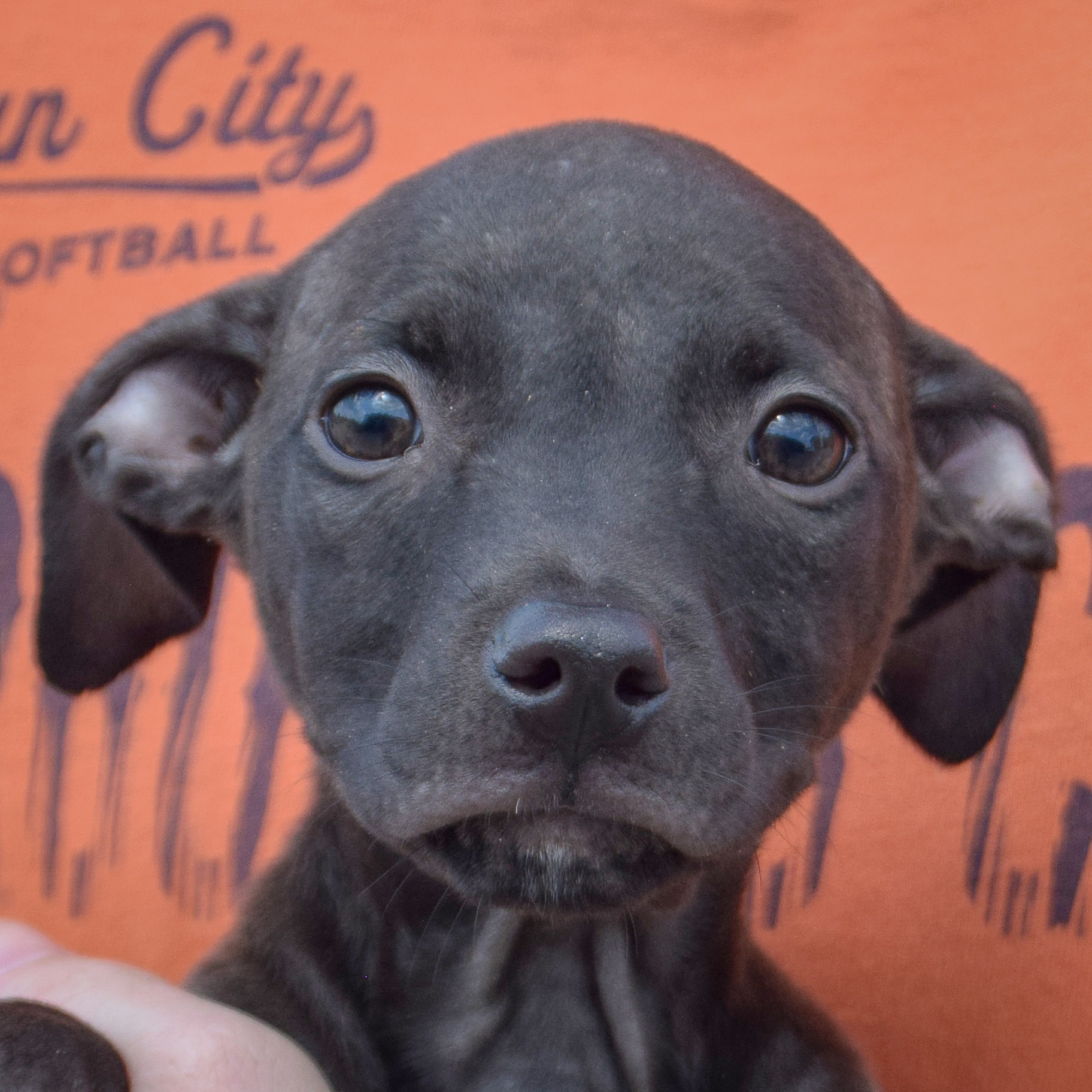 Pringles - Animal House Shelter