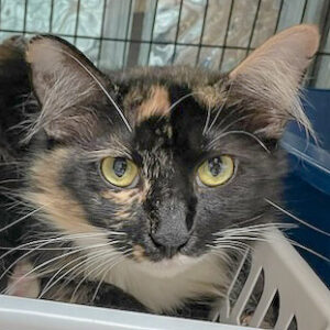 Sassafras - Animal House Shelter