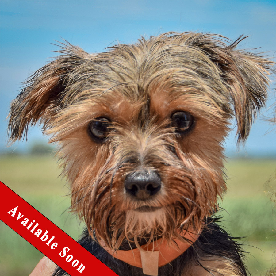 Shandy - Animal House Shelter