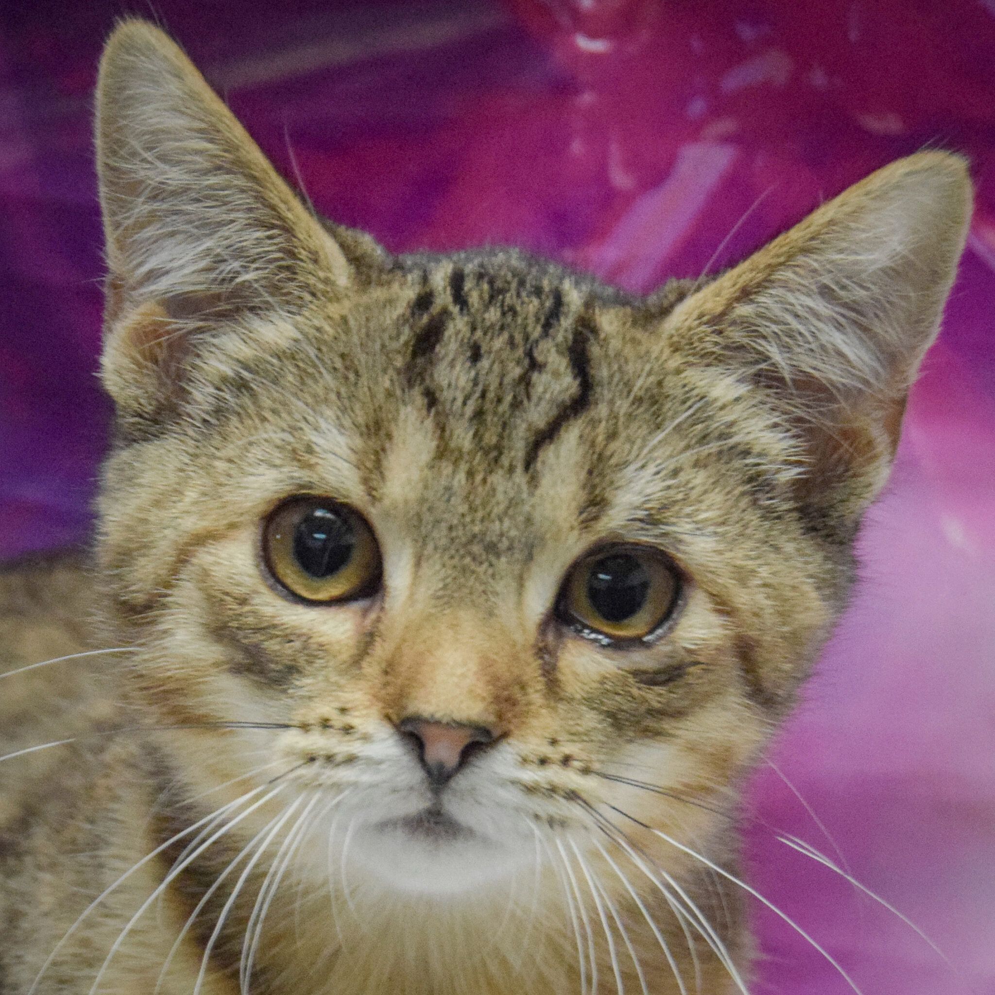 Toni - Animal House Shelter