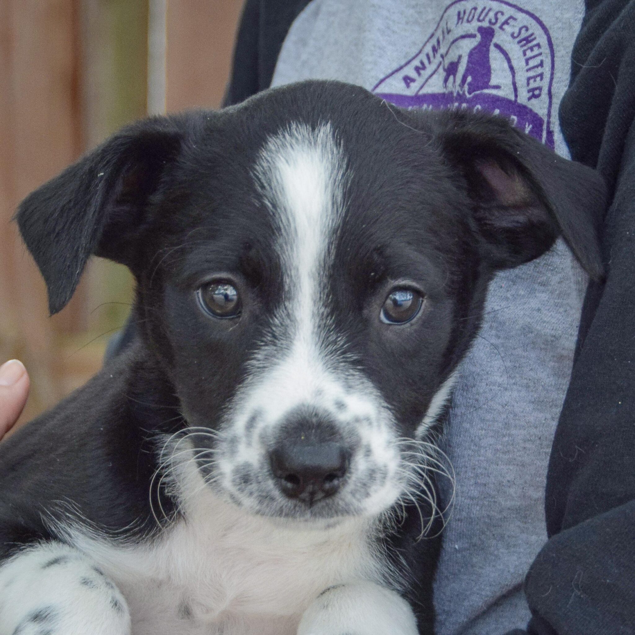 Mutangi - Animal House Shelter