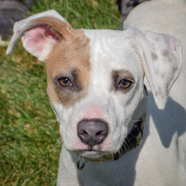 Angelica - Animal House Shelter