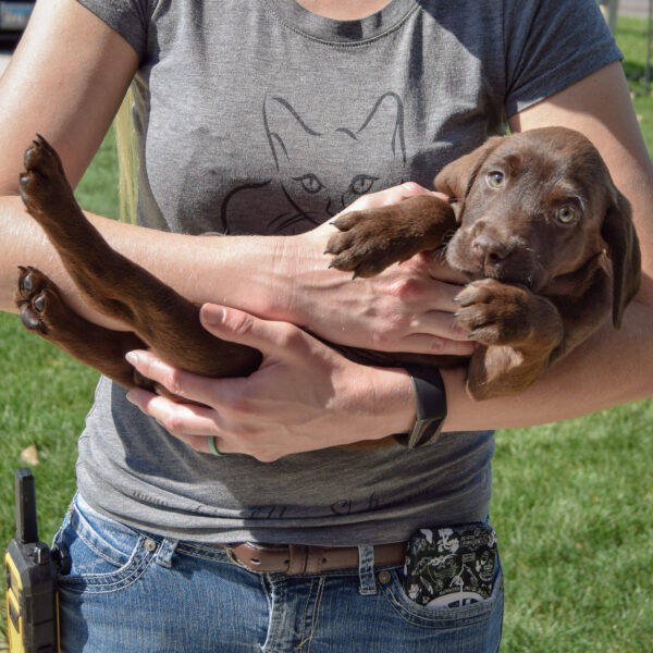Aster - Animal House Shelter