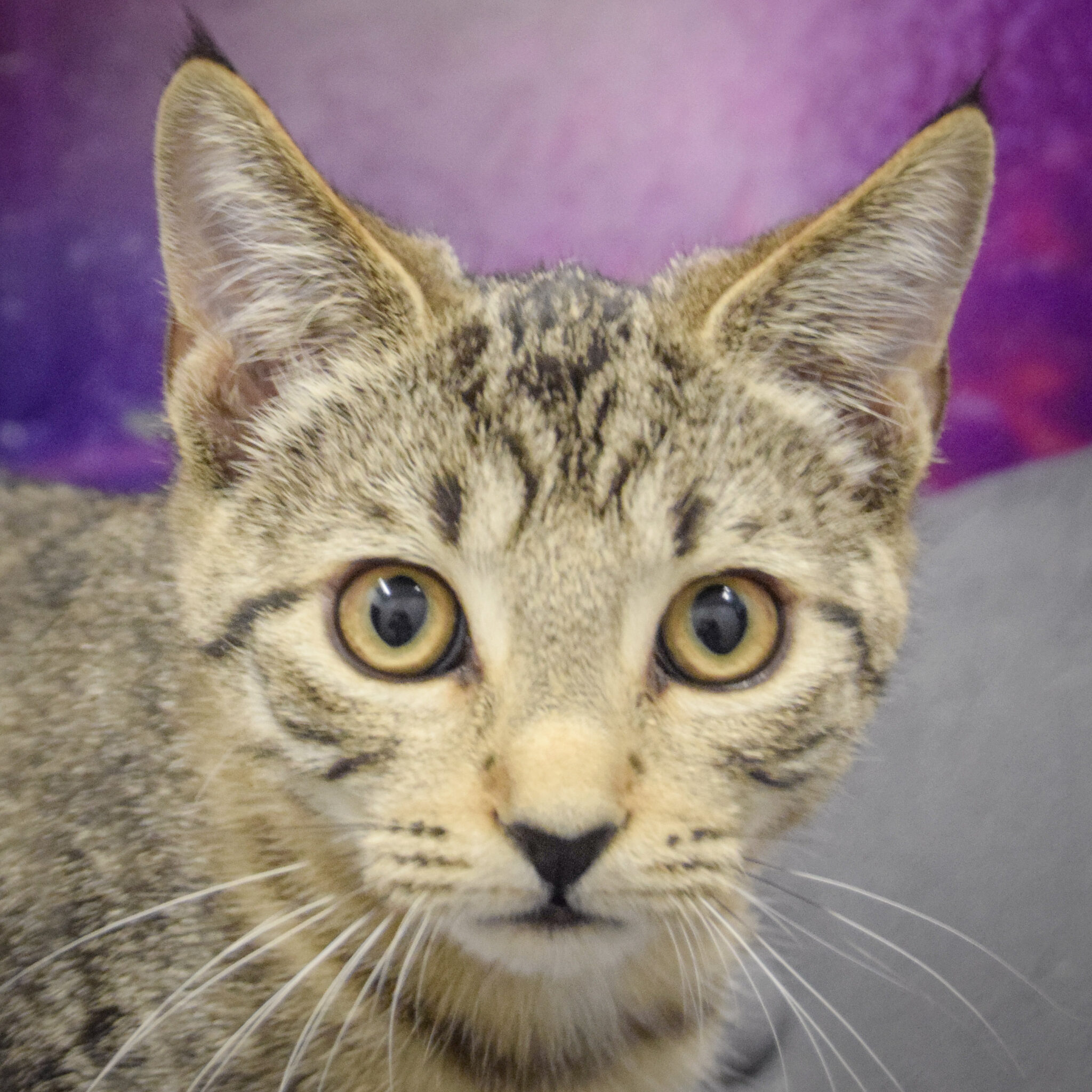 Bisbee - Animal House Shelter