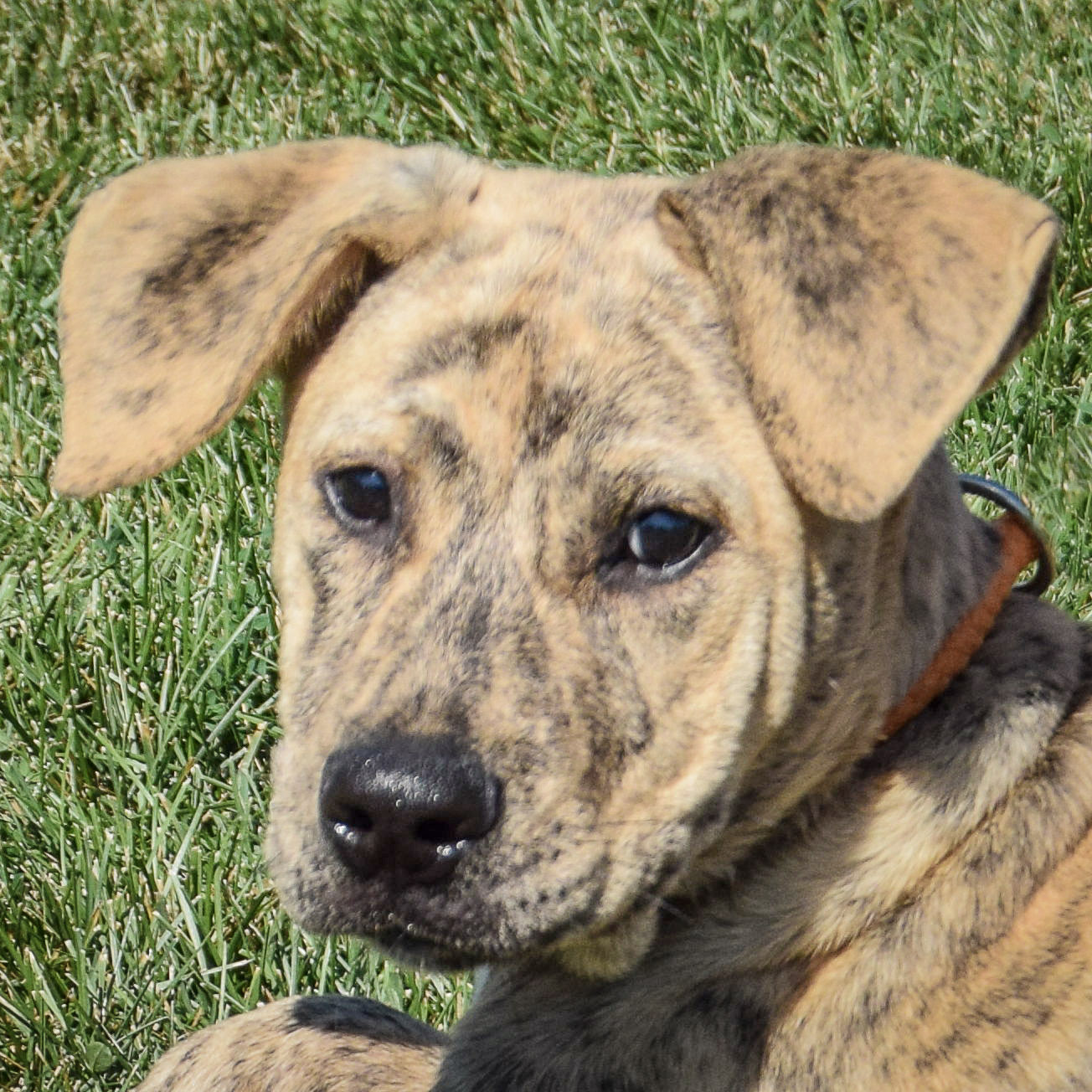 Brandy - Animal House Shelter