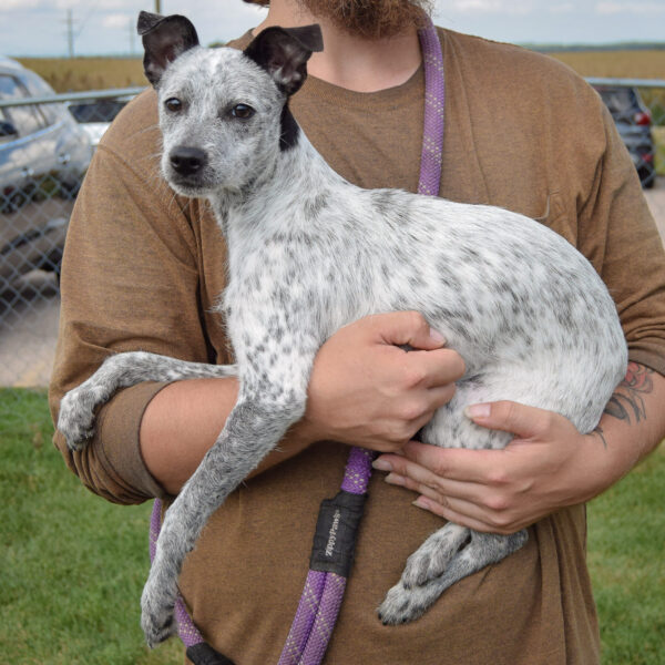 Cici - Animal House Shelter