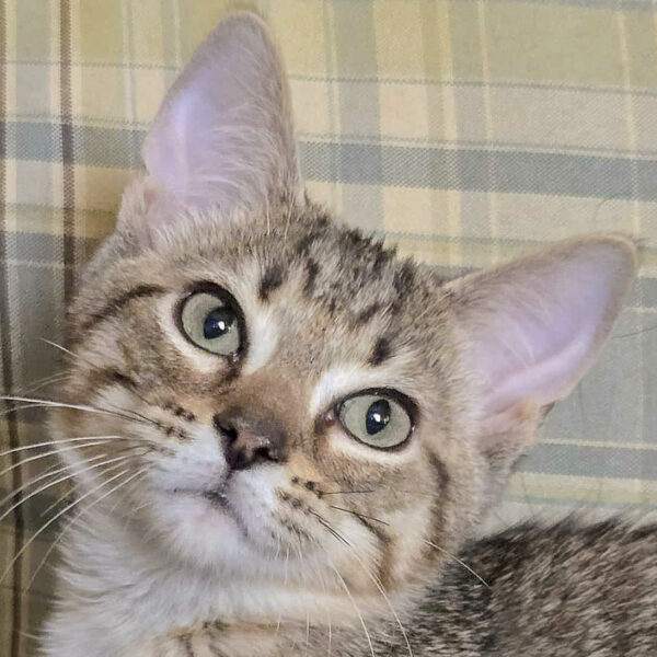 Dante - Animal House Shelter